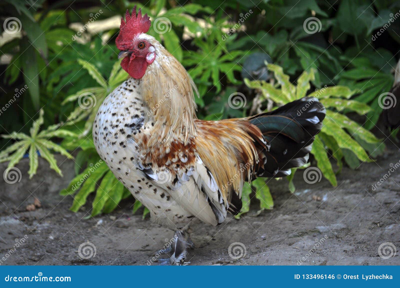 Home Chickens in a on Rustic Yard Stock Photo - Image of rural, feather ...