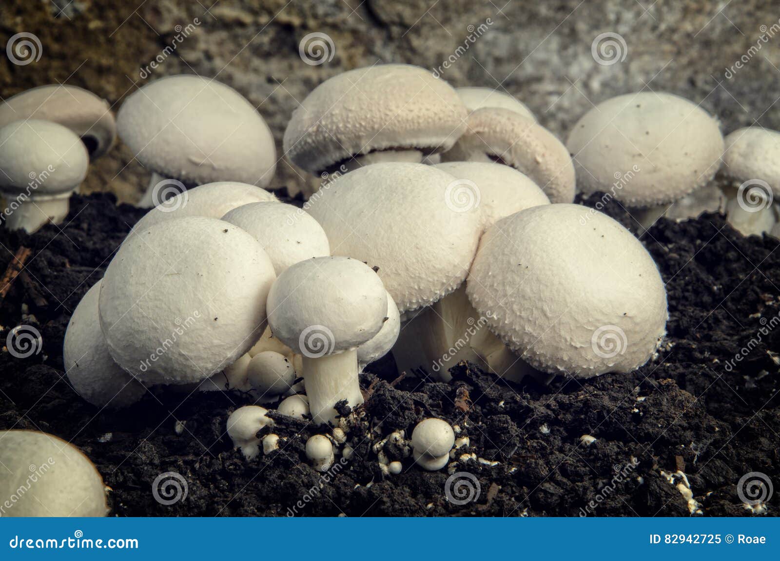 Home Cultivation of Button Mushrooms Stock Image - Image of growth ...