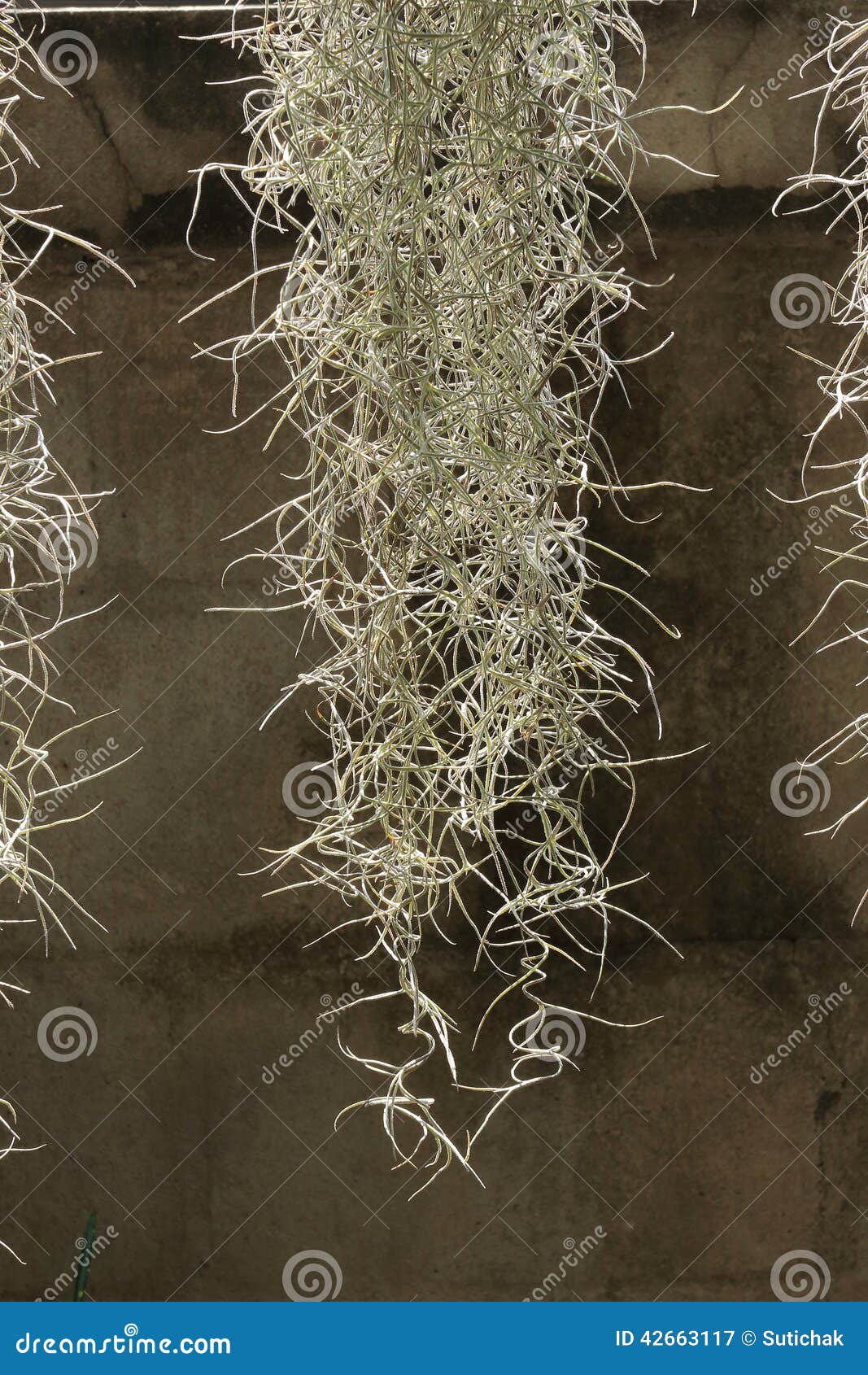 Home Decorated Garden with Spanish Moss Stock Image - Image of garden ...