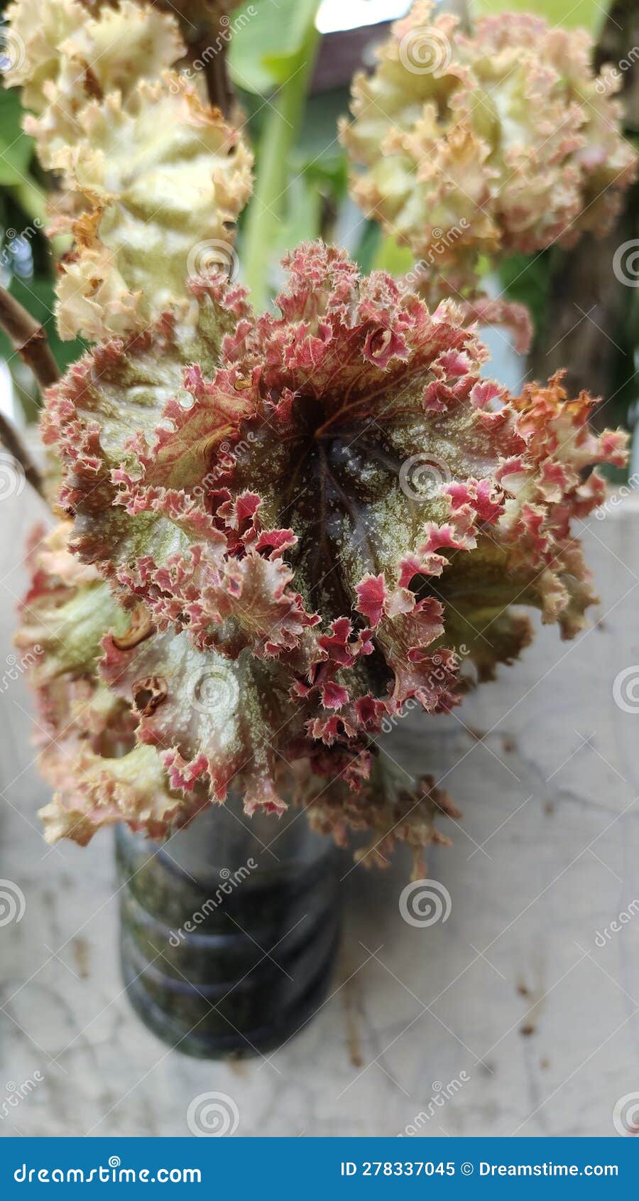 206 Decoration Col Flower Stock Photos - Free & Royalty-Free Stock ...