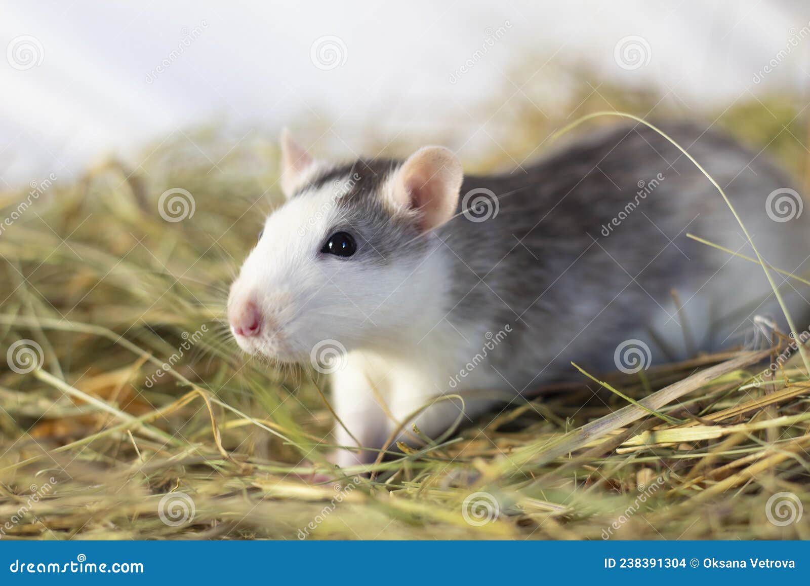 Home Decorative White Funny Rat in the Hay Stock Photo - Image of young ...