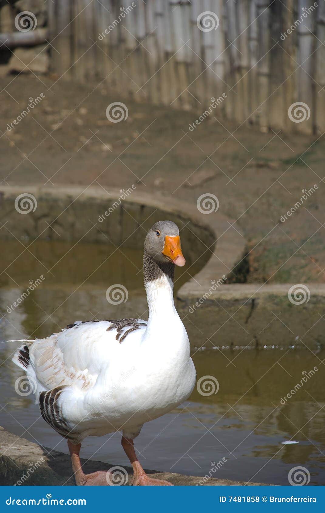 A Home Duck stock photo. Image of white, swim, ocean, birdwatching ...