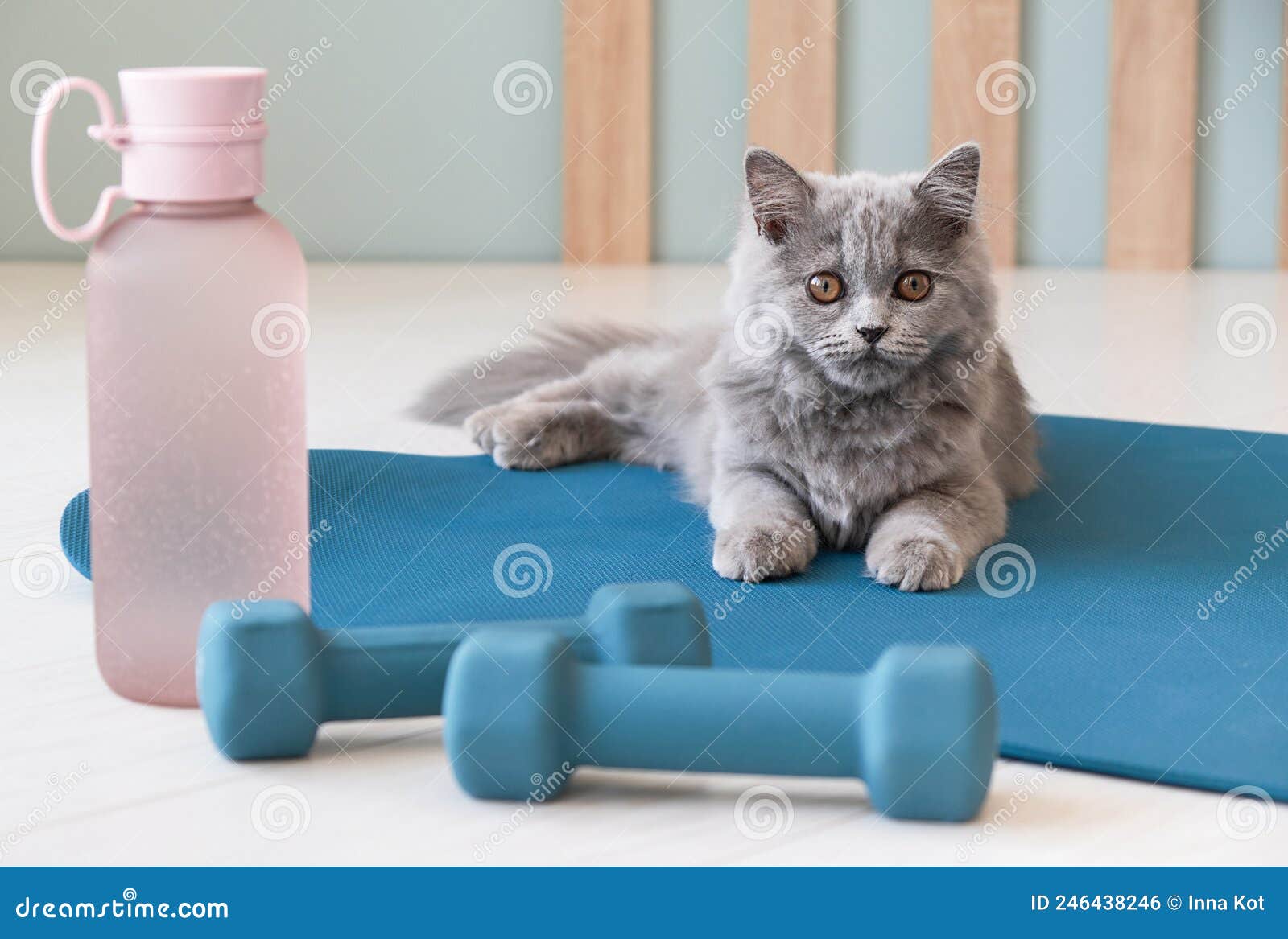 Home Exercise with the Use of Dumbbells. Cat Sitting at Dumbbells Stock ...