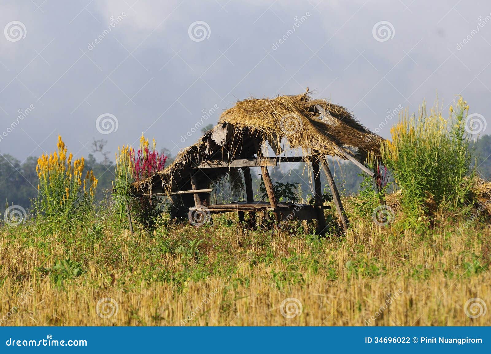 Home on farm stock photo. Image of growth, food, ripe - 34696022