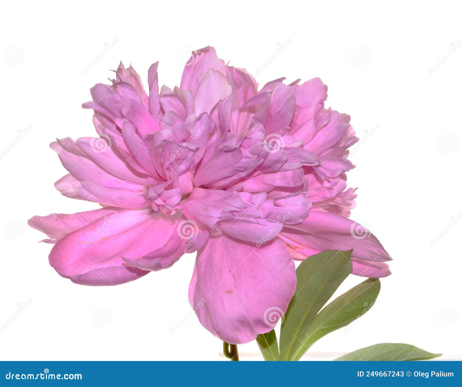 Home Flower Isolated on White Background Stock Image - Image of beauty ...