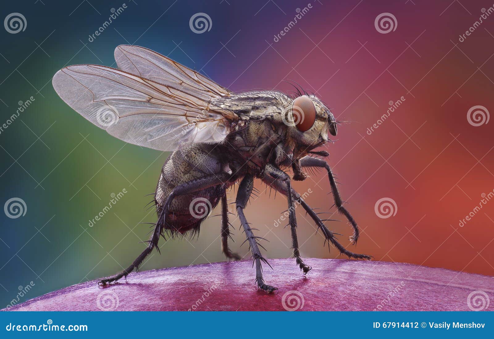 Home fly on the apple stock photo. Image of detail, close - 67914412