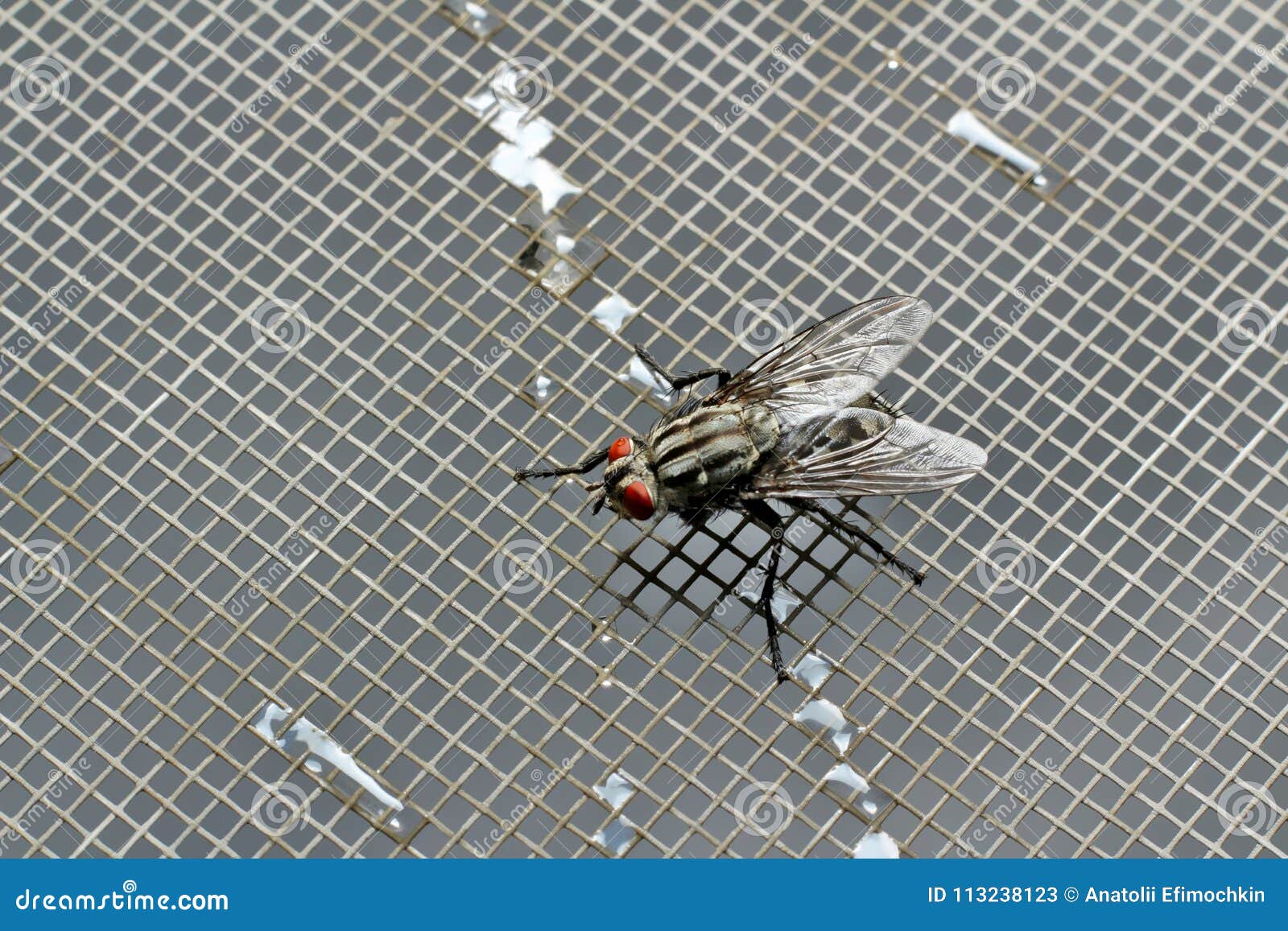 Home Fly on a Mosquito Net. Stock Image - Image of drops, wings: 113238123