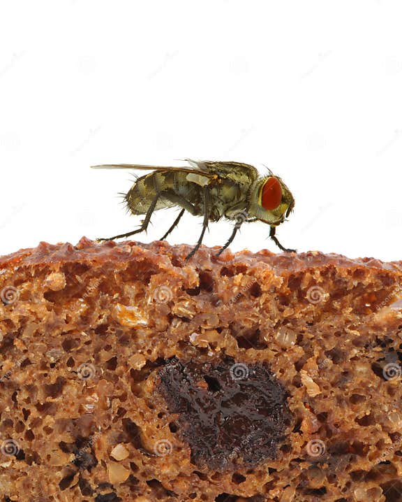 Home Fly Sitting on Slice of Bread Stock Image - Image of details, bake ...