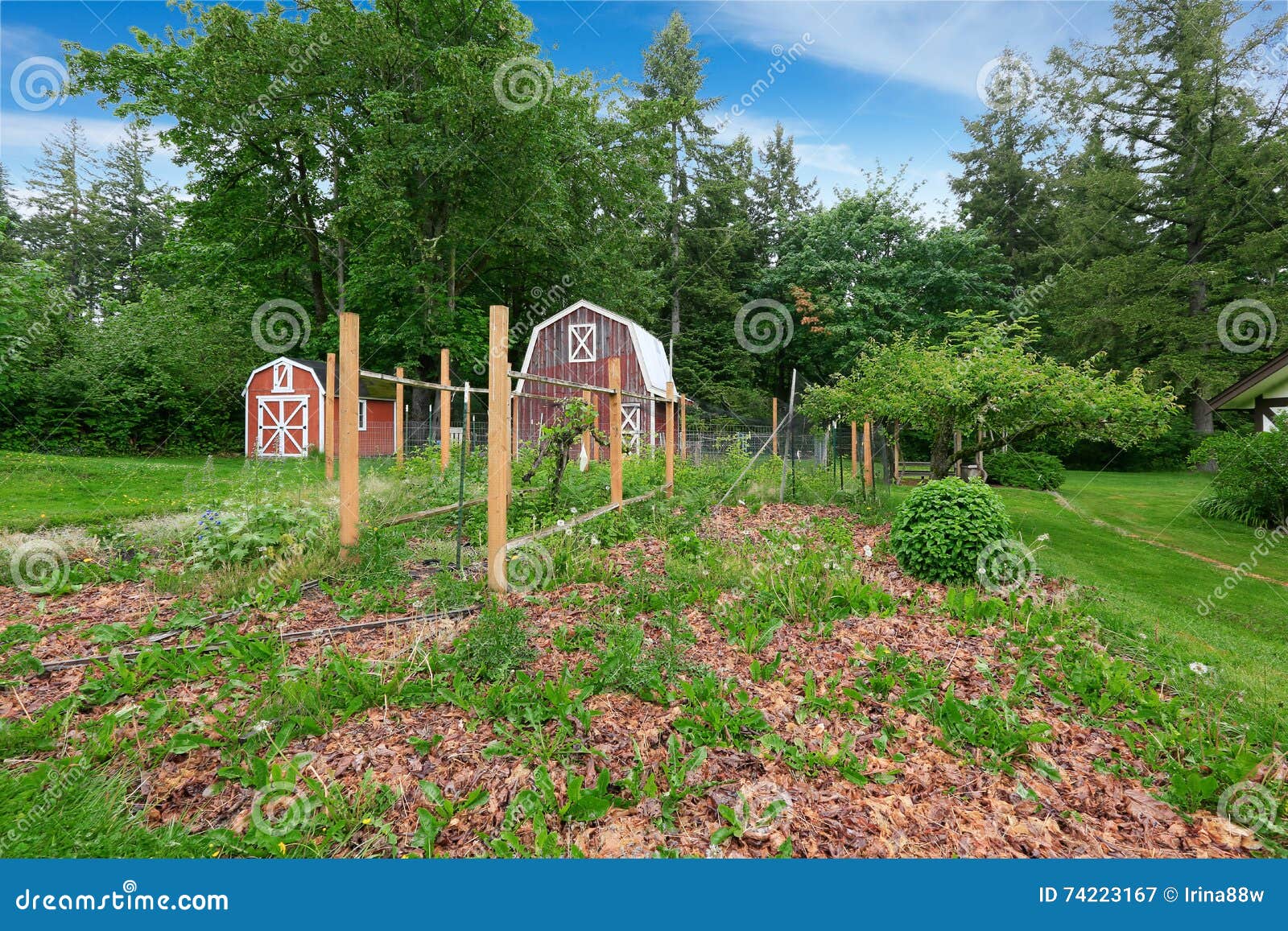Home Garden on Backyard with Two Red Barns Shed Stock Image - Image of ...