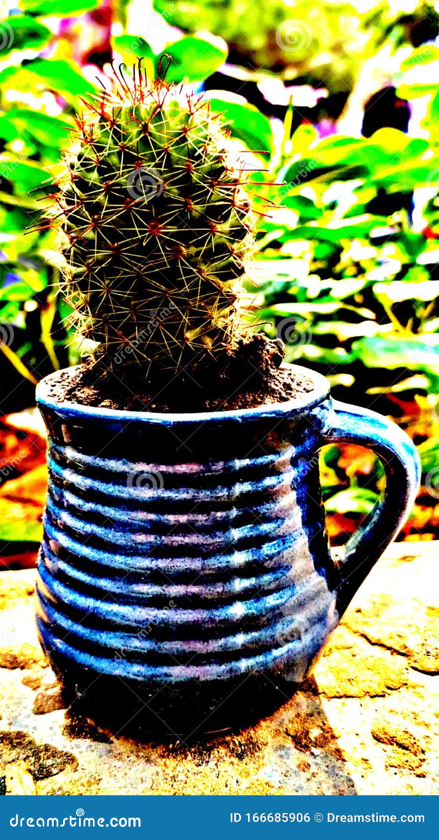 Home Garden Cactus Real Plant Stock Photo - Image of plant ...