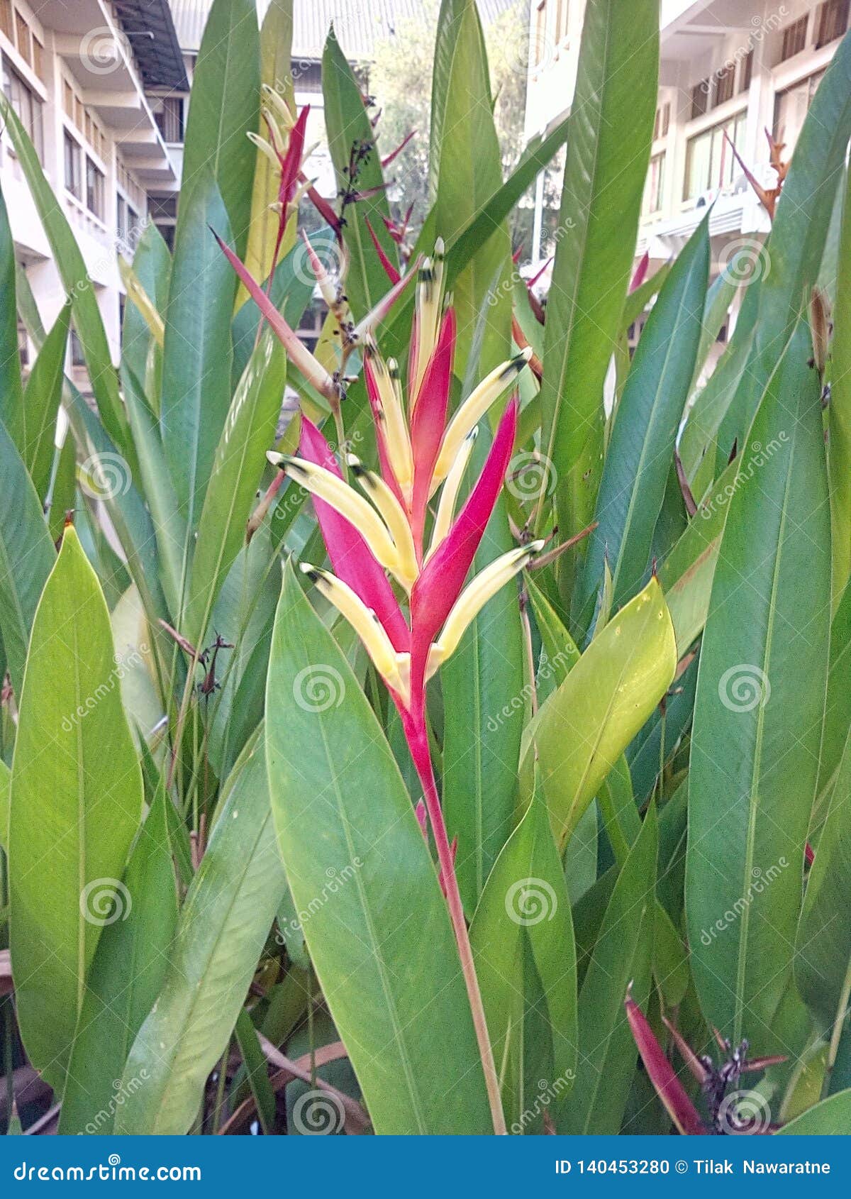 Drazina stock photo. Image of garden, grown, home, drazina - 140453280