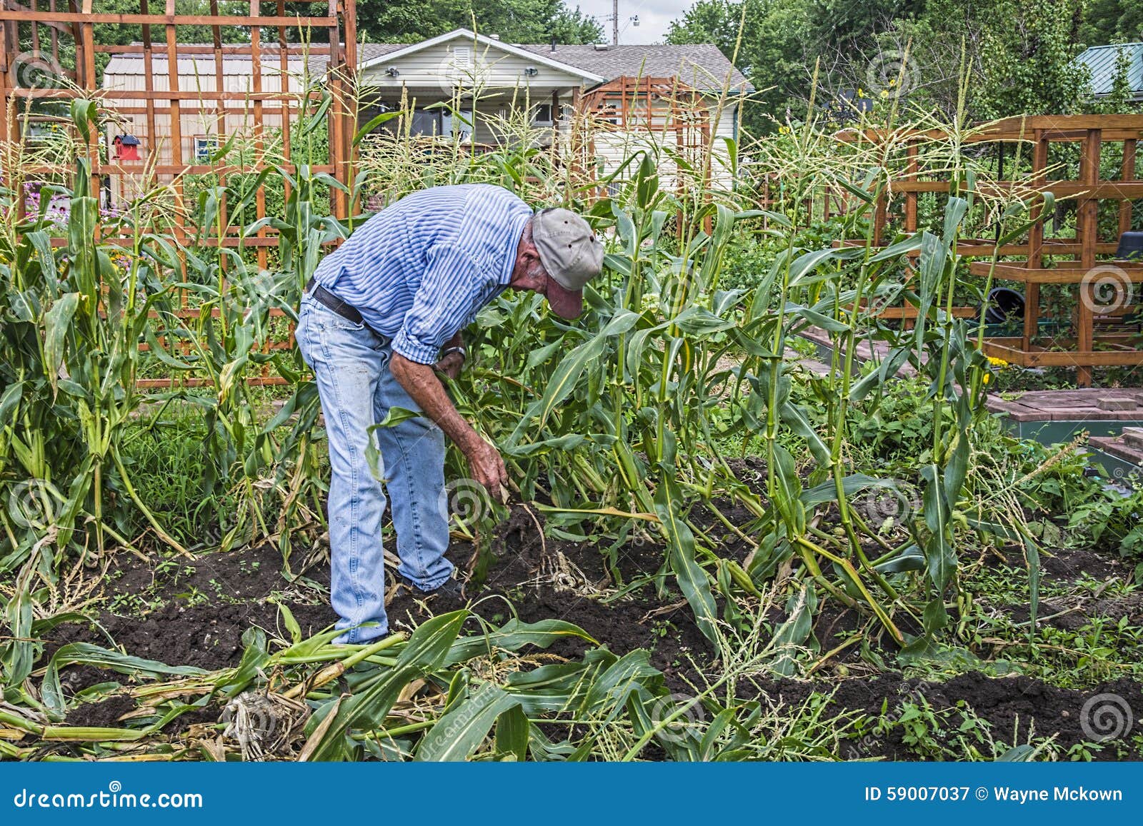 Home gardener stock image. Image of cultivating, male - 59007037