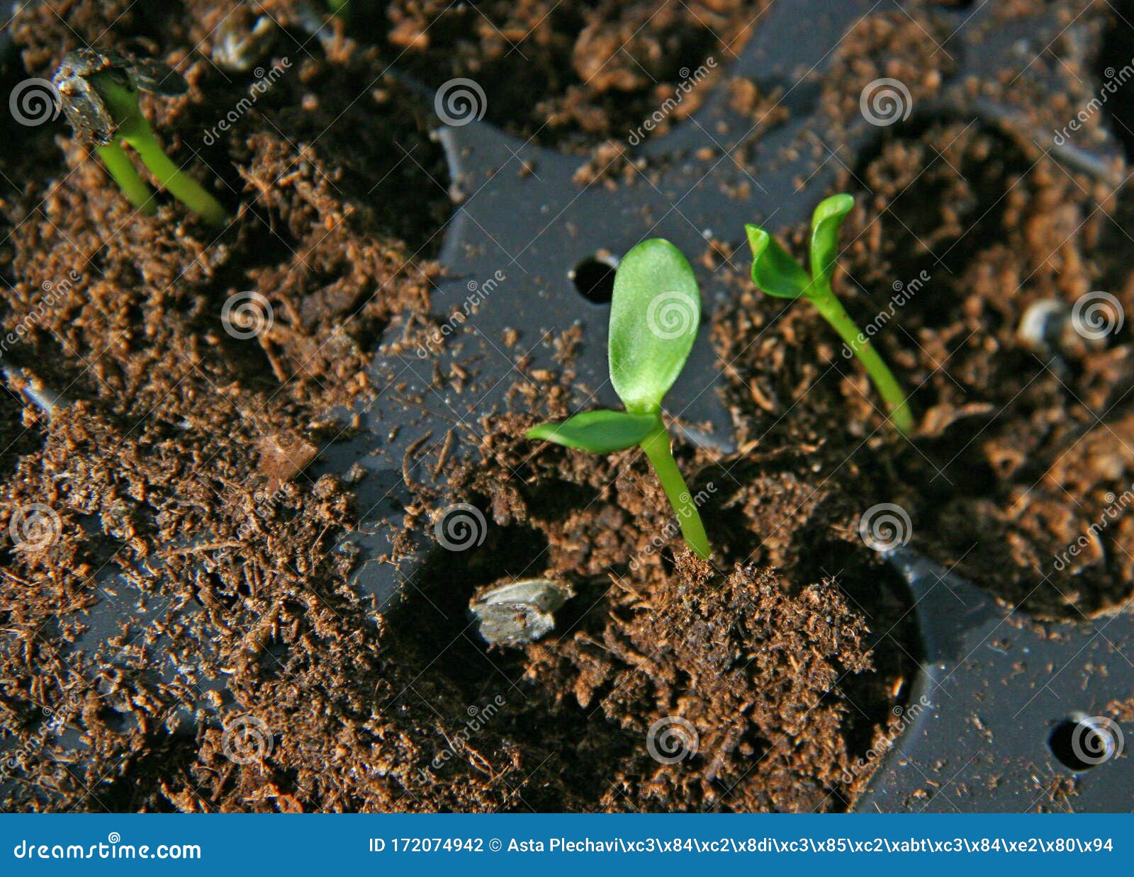 Home gardening stock photo. Image of green, dirt, natural - 172074942
