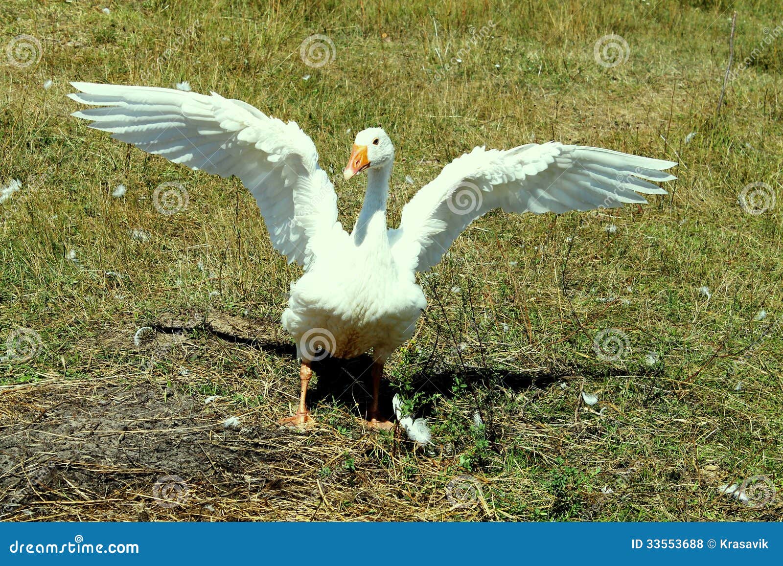 Home Goose Spread His Wings Stock Photo - Image of nature, grass: 33553688