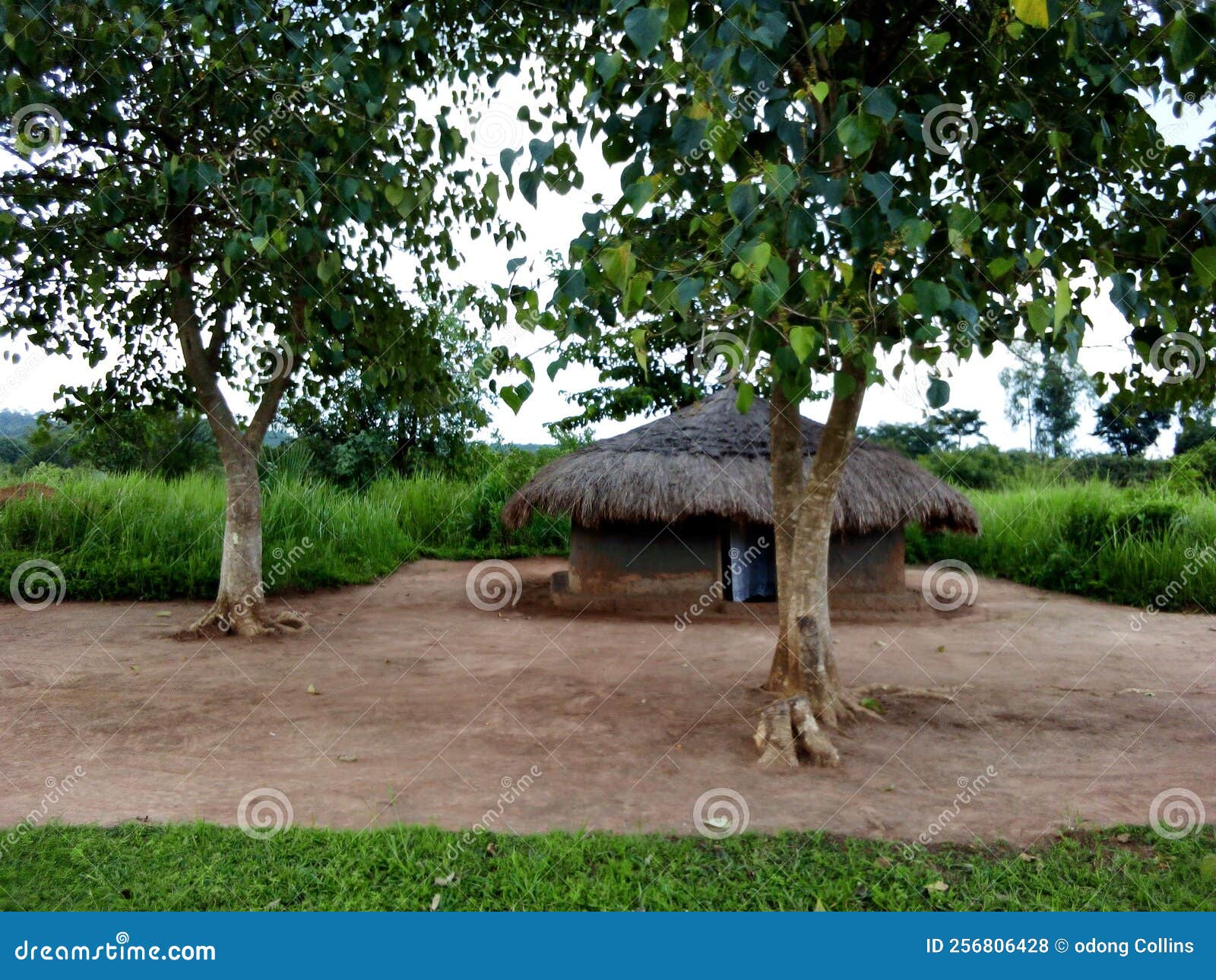 Home .grass thatch house stock photo. Image of grass - 256806428