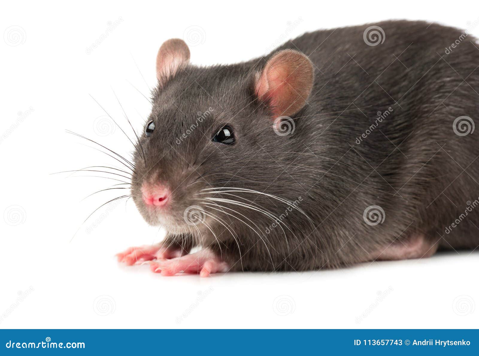 Grey rat closeup stock image. Image of close, fluffy - 113657743