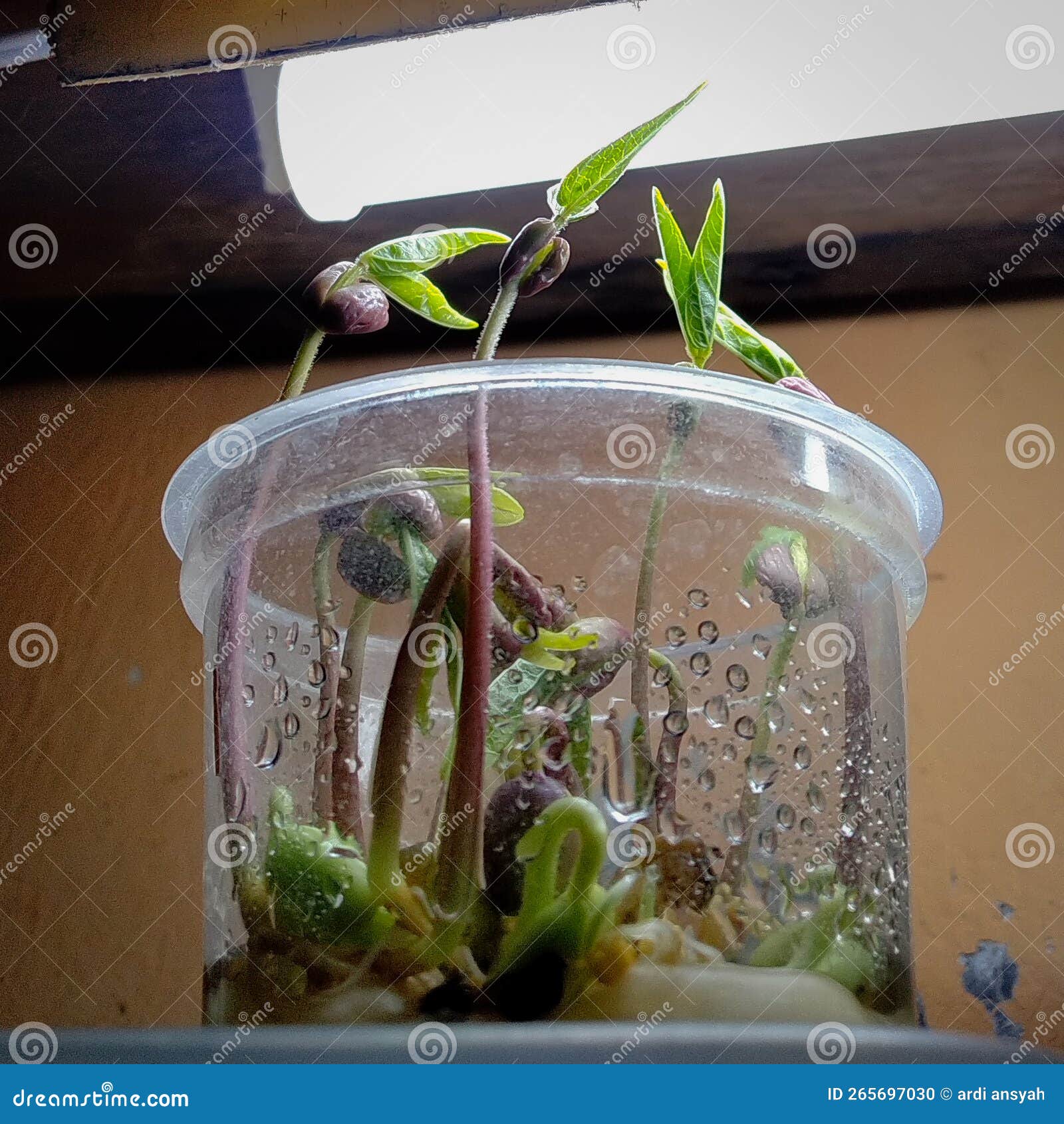 Home Grow Mung Beans Sprouts Inside Plastic Cup, Under Grown Light ...