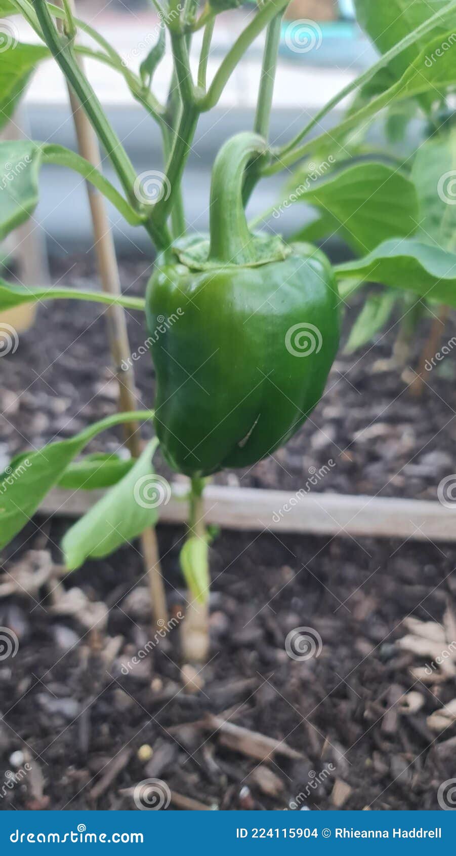 Home grown capsicum stock photo. Image of home, yellow - 224115904