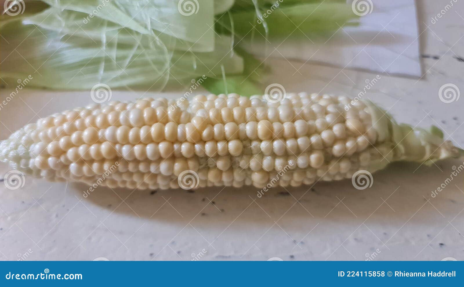 Home grown corn stock photo. Image of food, breakfast - 224115858
