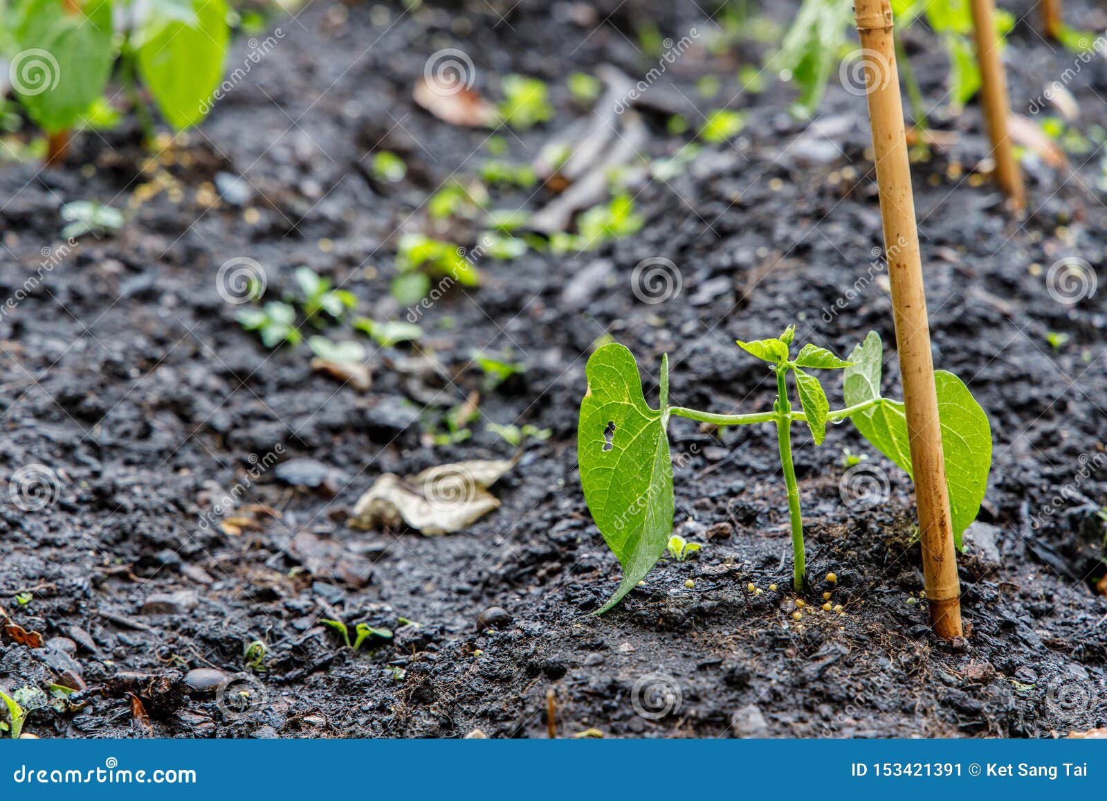 Home Grown French Bean with Bamboo Support Stock Image - Image of ...