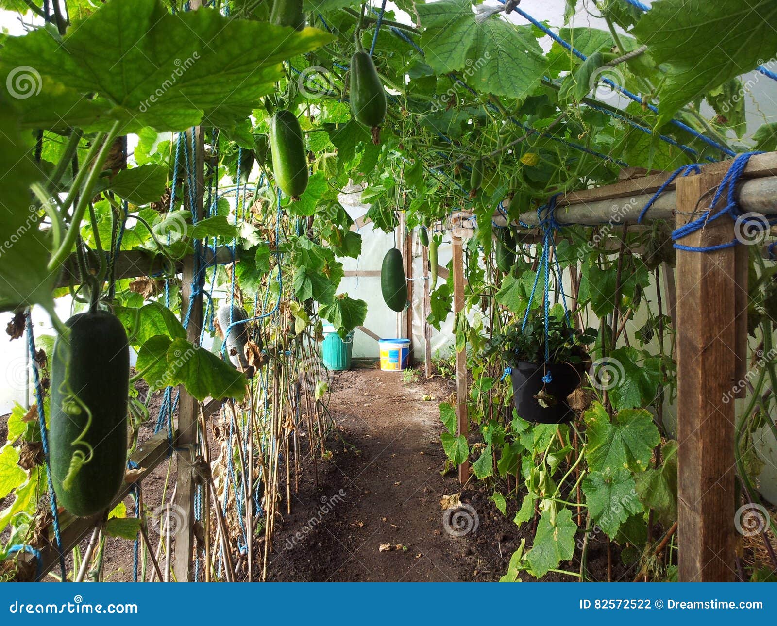 Home grown marrow stock photo. Image of marrow, gardening - 82572522