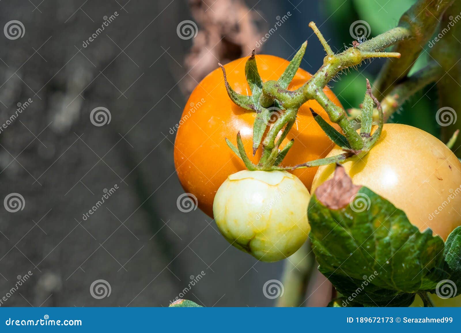 Home Grown Organic Tomato in Backyard Garden Stock Image - Image of ...