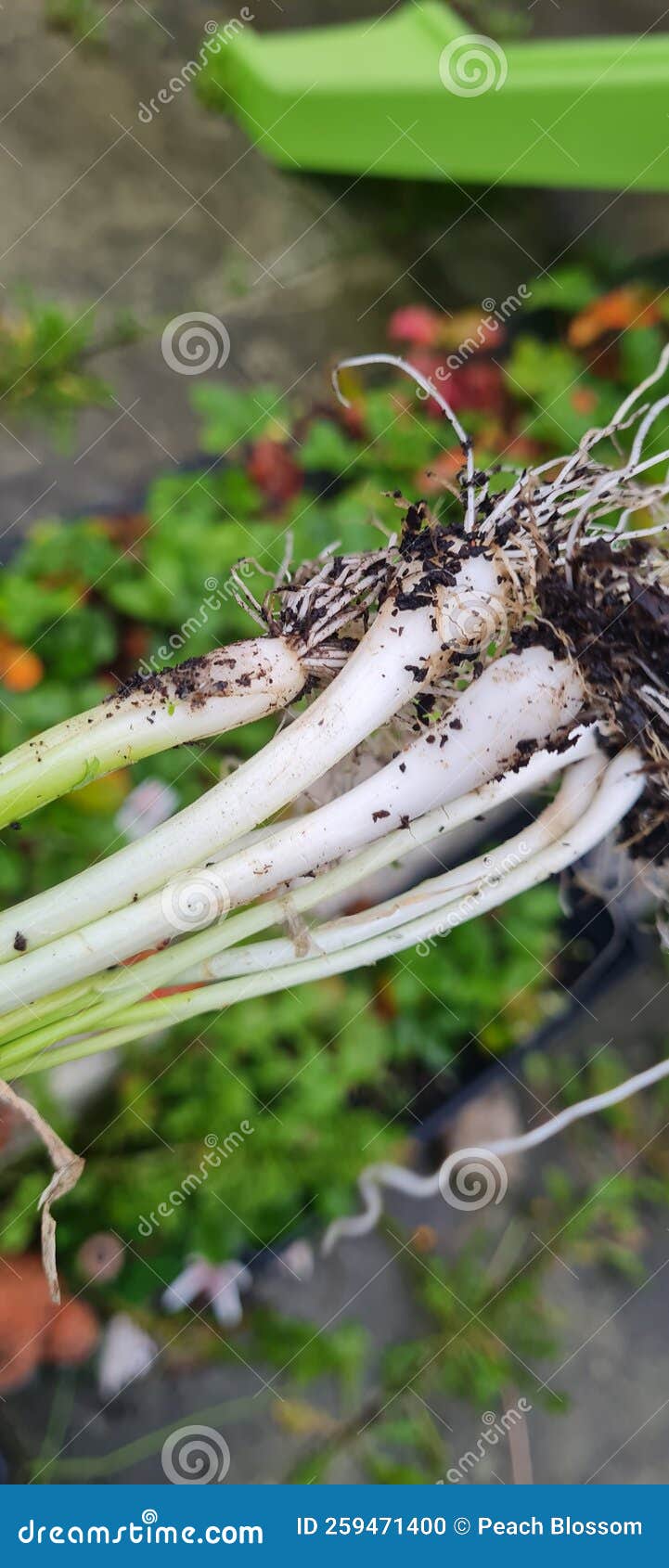 Home Grown Spring Onions stock photo. Image of nature - 259471400
