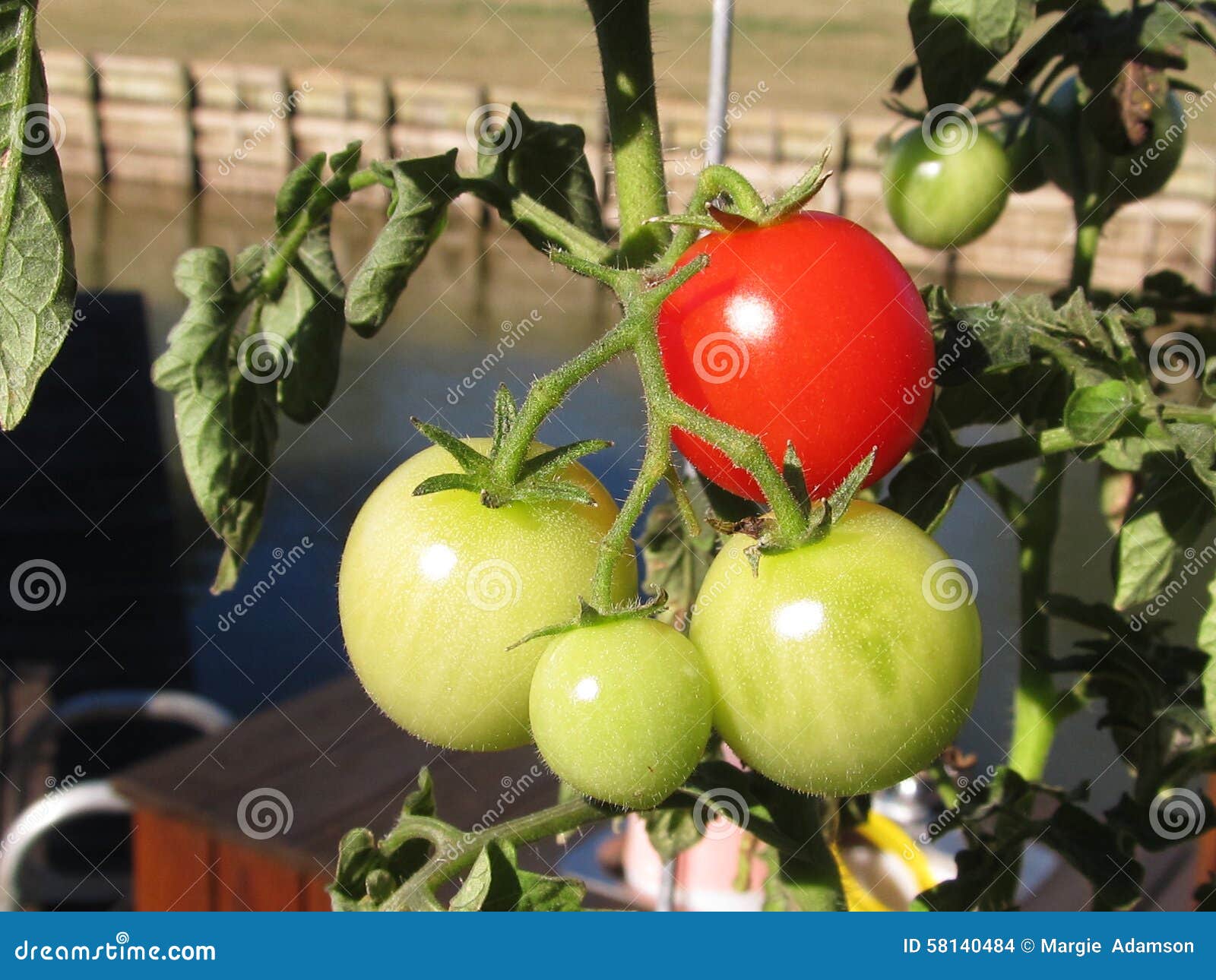 Home Grown Tomatoes stock photo. Image of vine, vegetation - 58140484