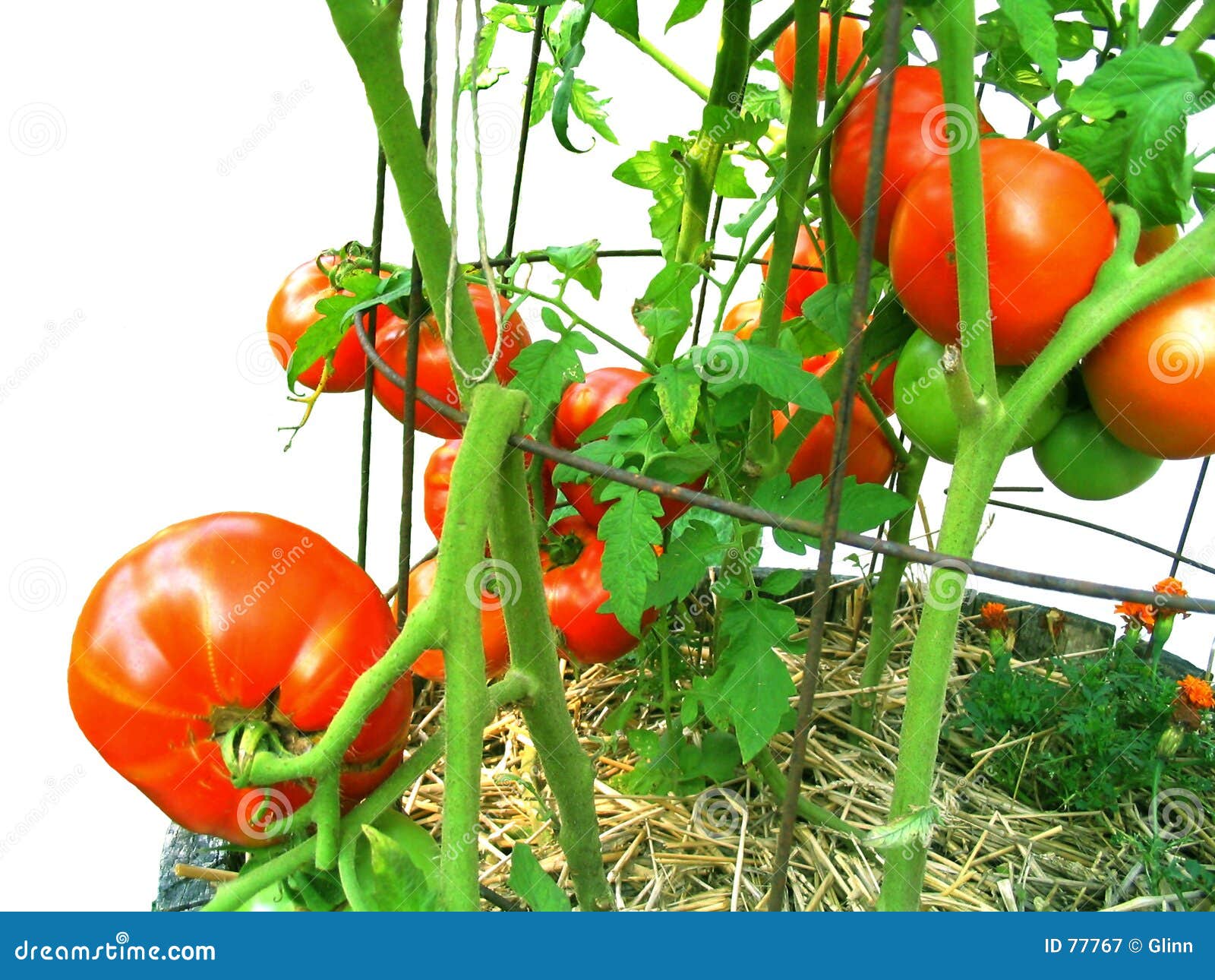 Home-grown, Vine-ripened, Tomatoes Stock Image - Image of green ...