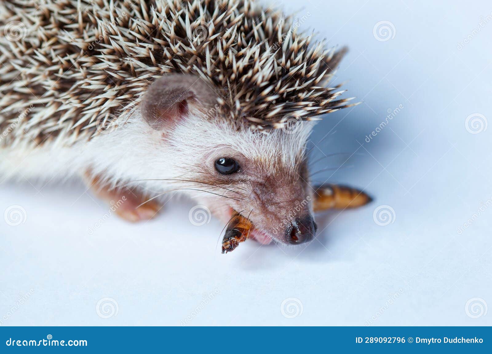 Home Hedgehog Eats. Breeding Rare, Thoroughbred Animals at Home Stock ...