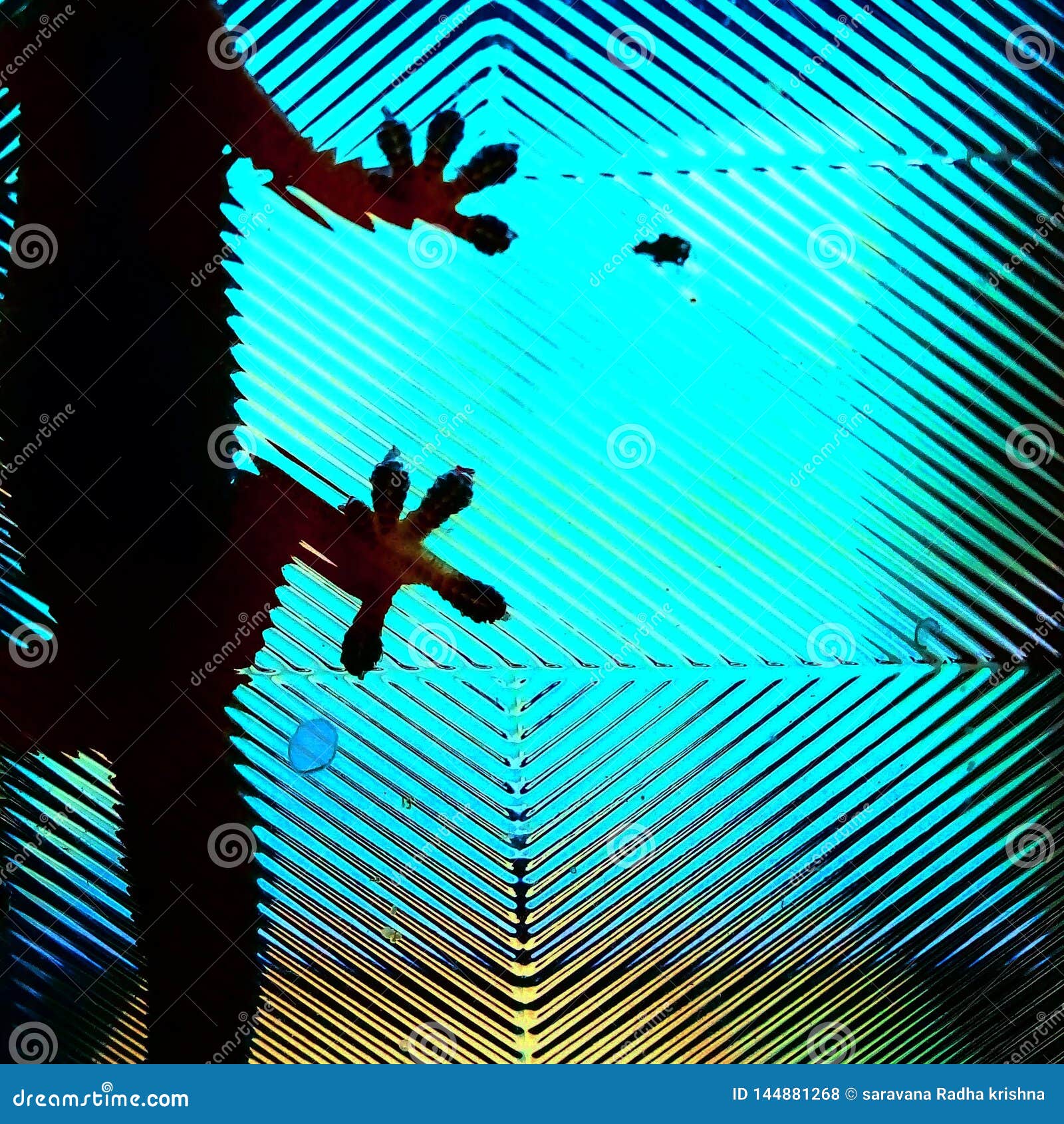 Home Lizard Sticked Behind the Mirror of a Window. Stock Photo - Image ...