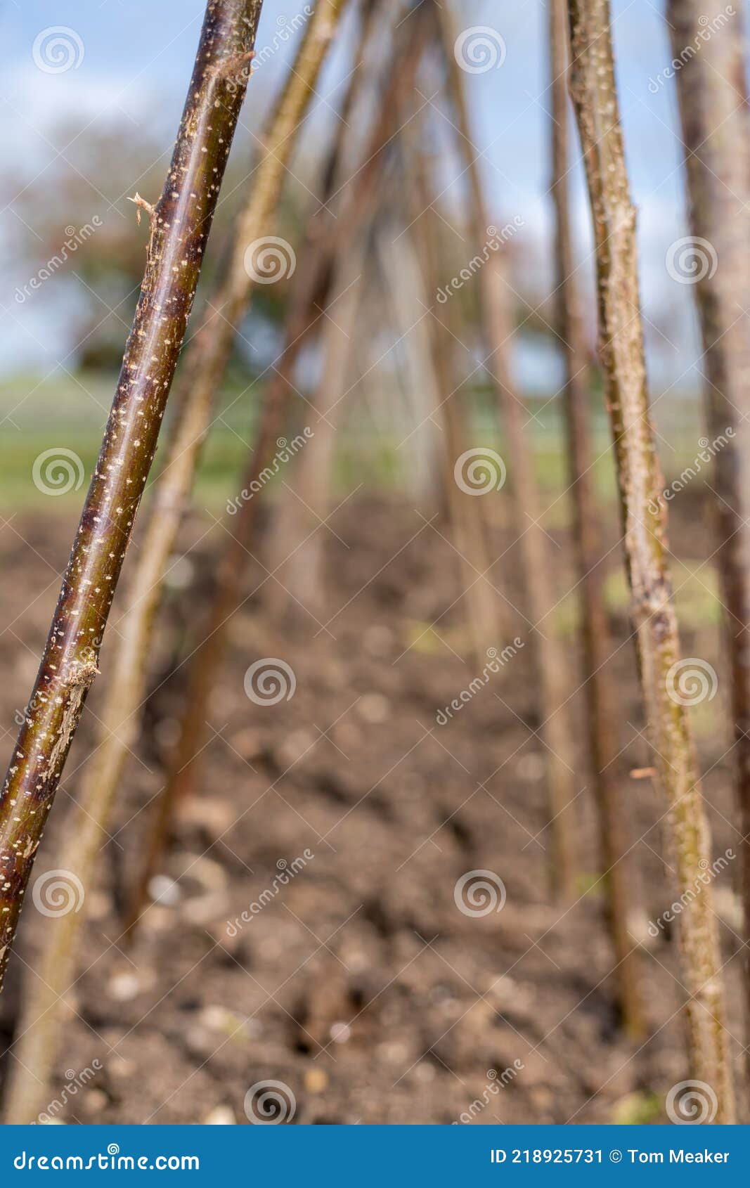 Bean sticks stock image. Image of cheap, patch, gardening - 218925731