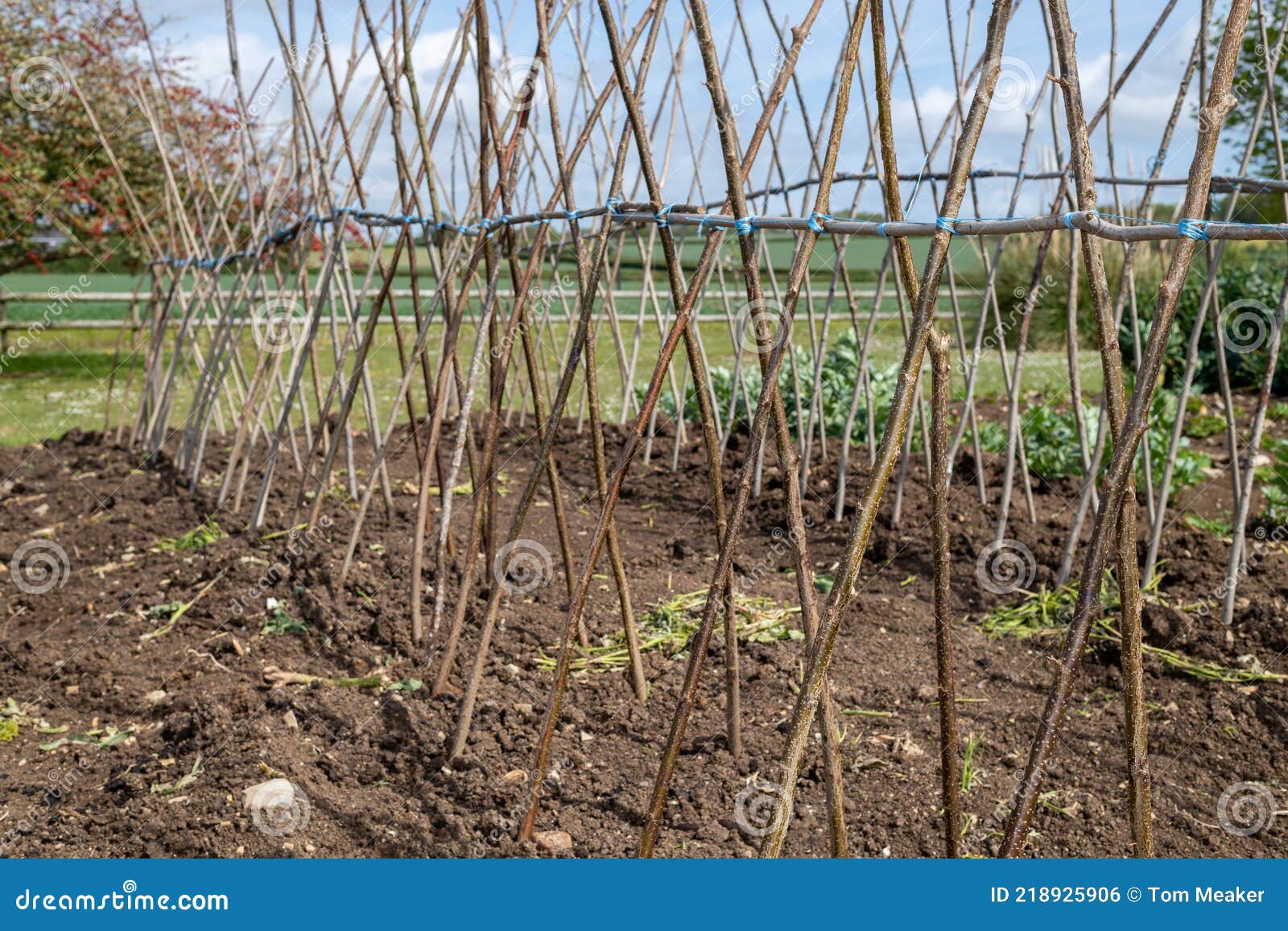 Bean sticks stock photo. Image of floral, horticultural - 218925906