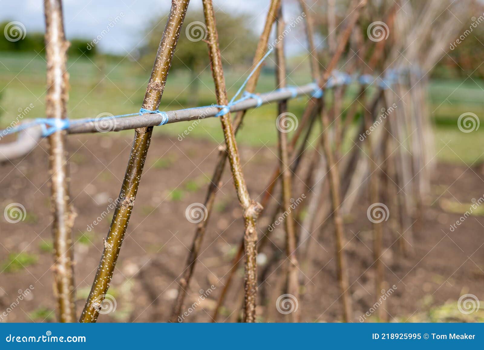 Bean sticks stock image. Image of food, improvised, cheap - 218925995