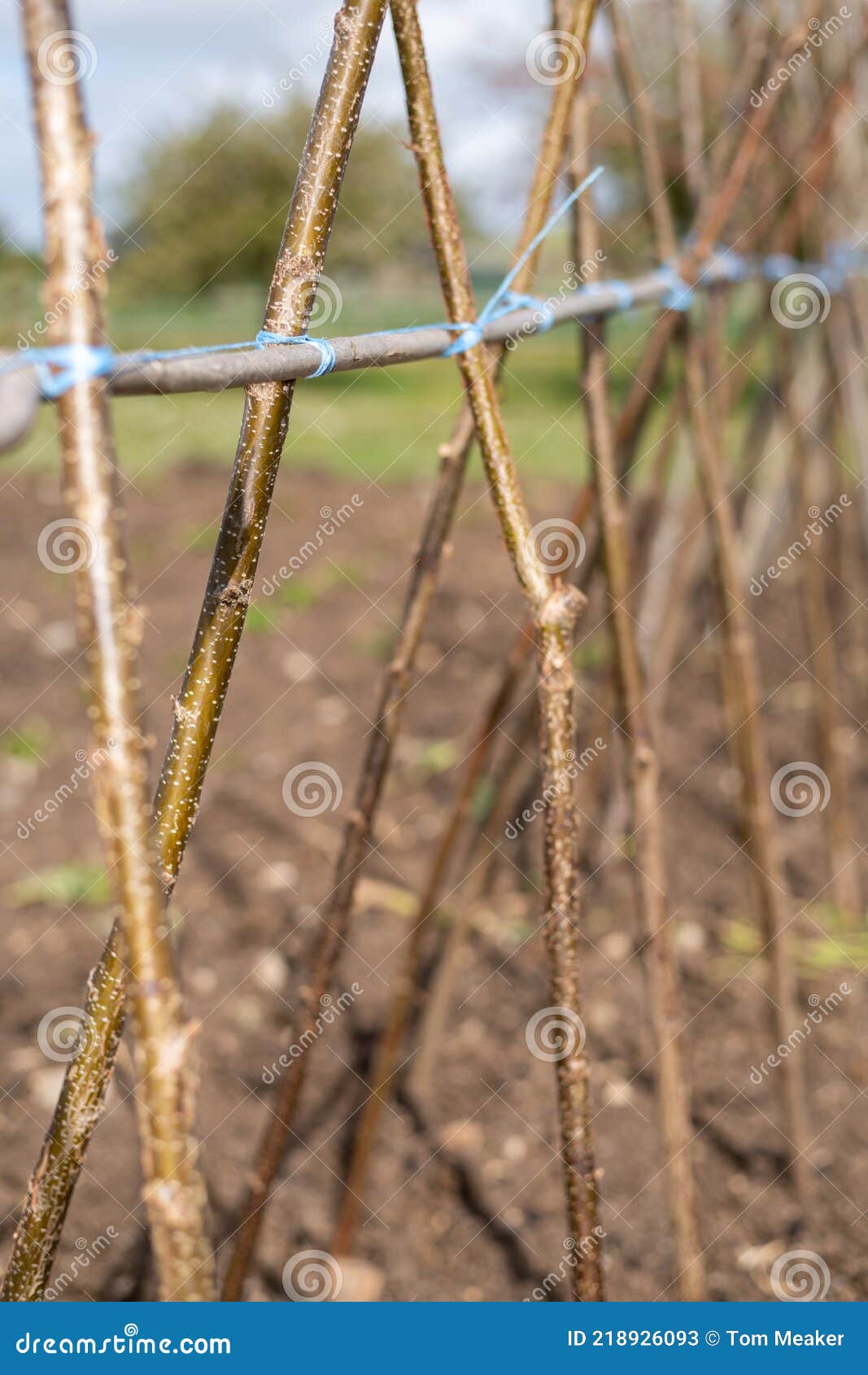 Bean sticks stock image. Image of outdoor, horticulture - 218926093
