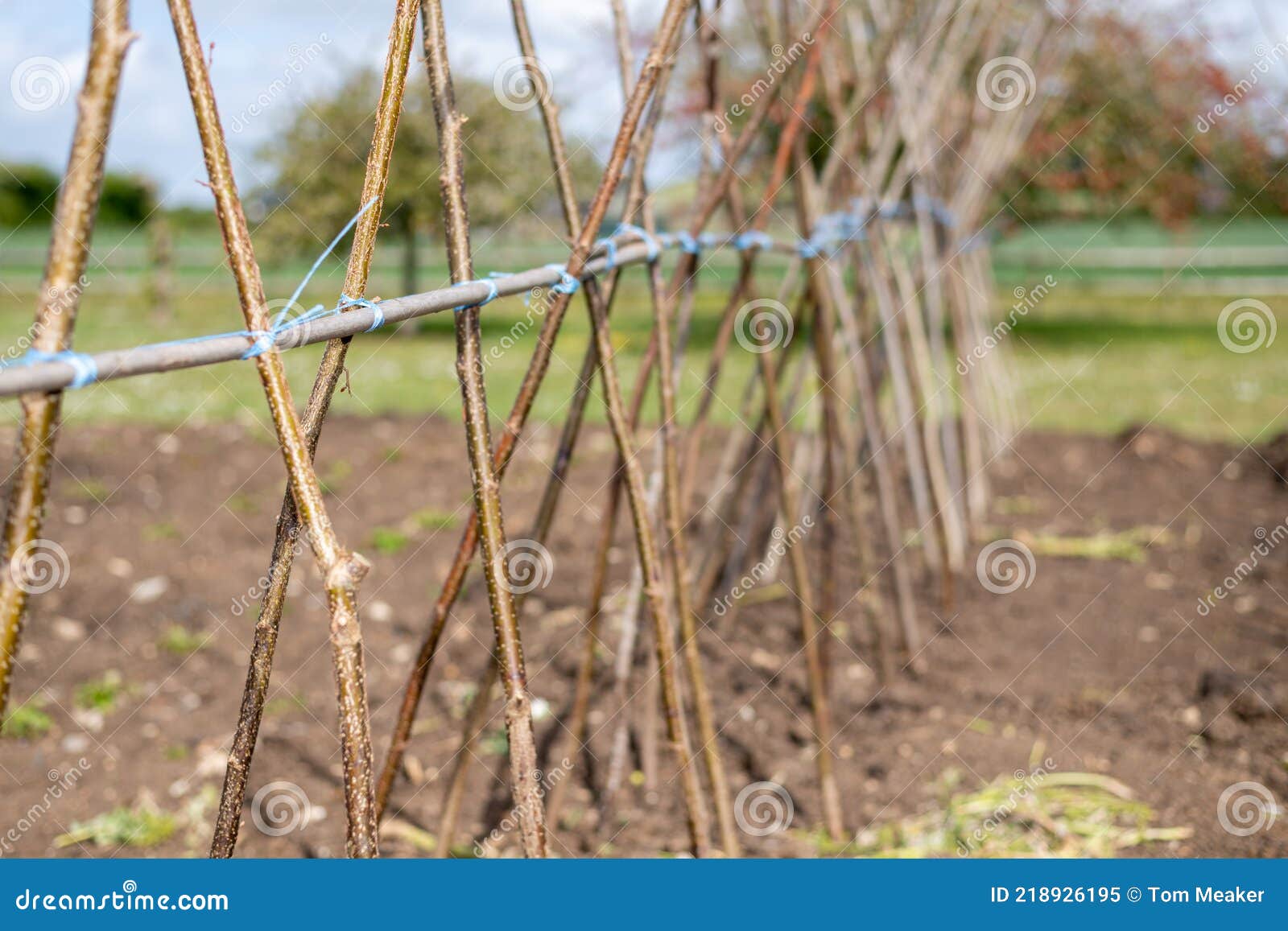 Bean sticks stock image. Image of beans, climbing, crafted - 218926195