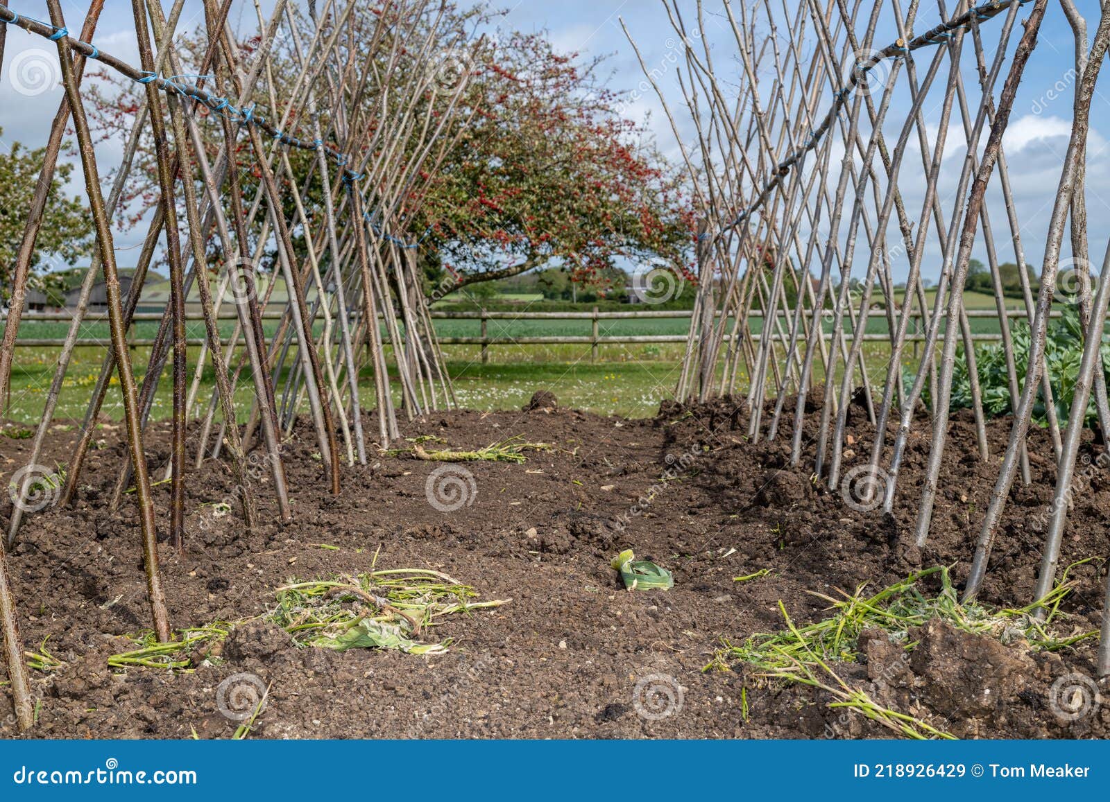 Bean sticks stock image. Image of home, nature, color - 218926429