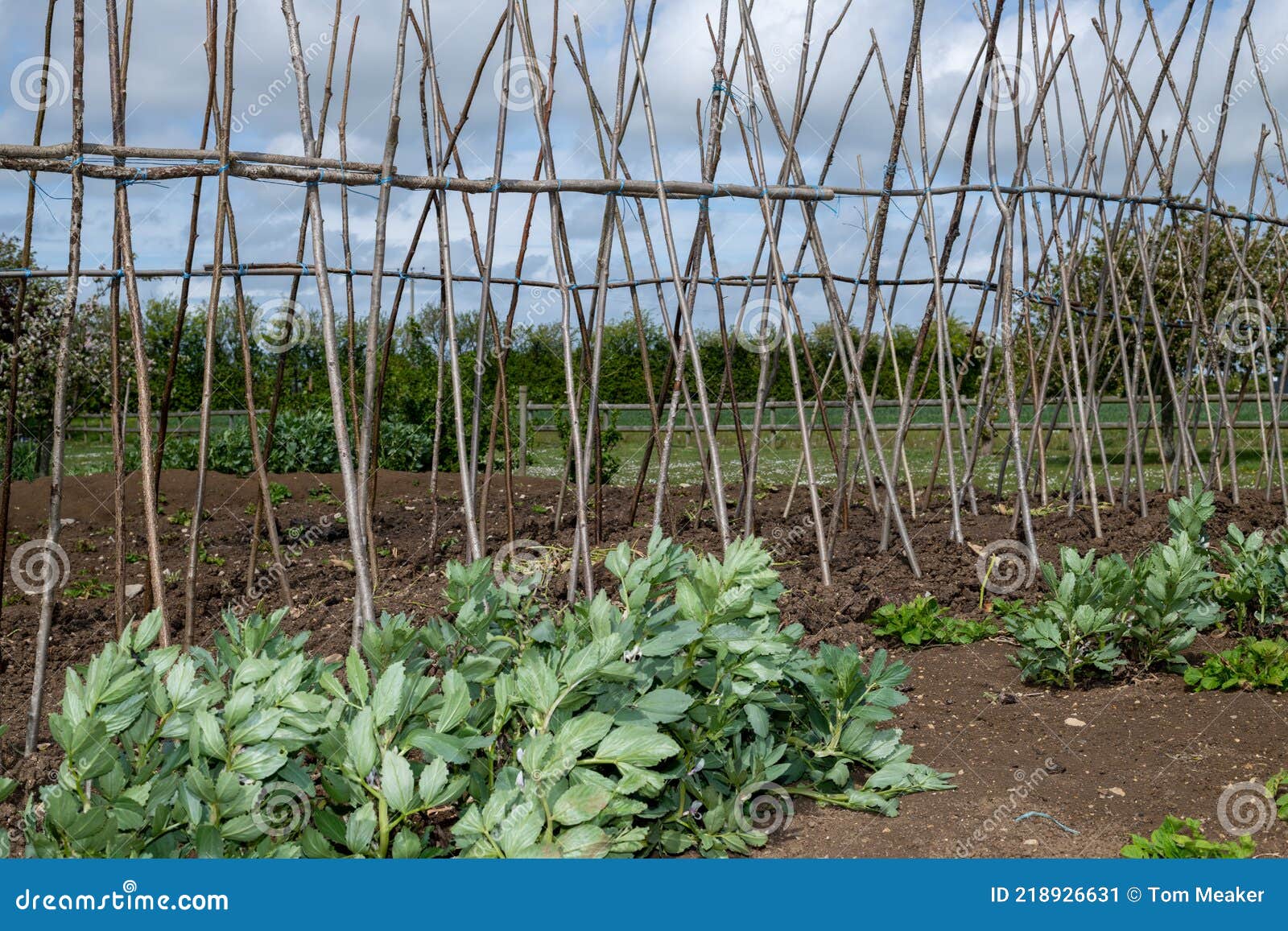 Bean sticks stock image. Image of climbing, beans, improvised - 218926631