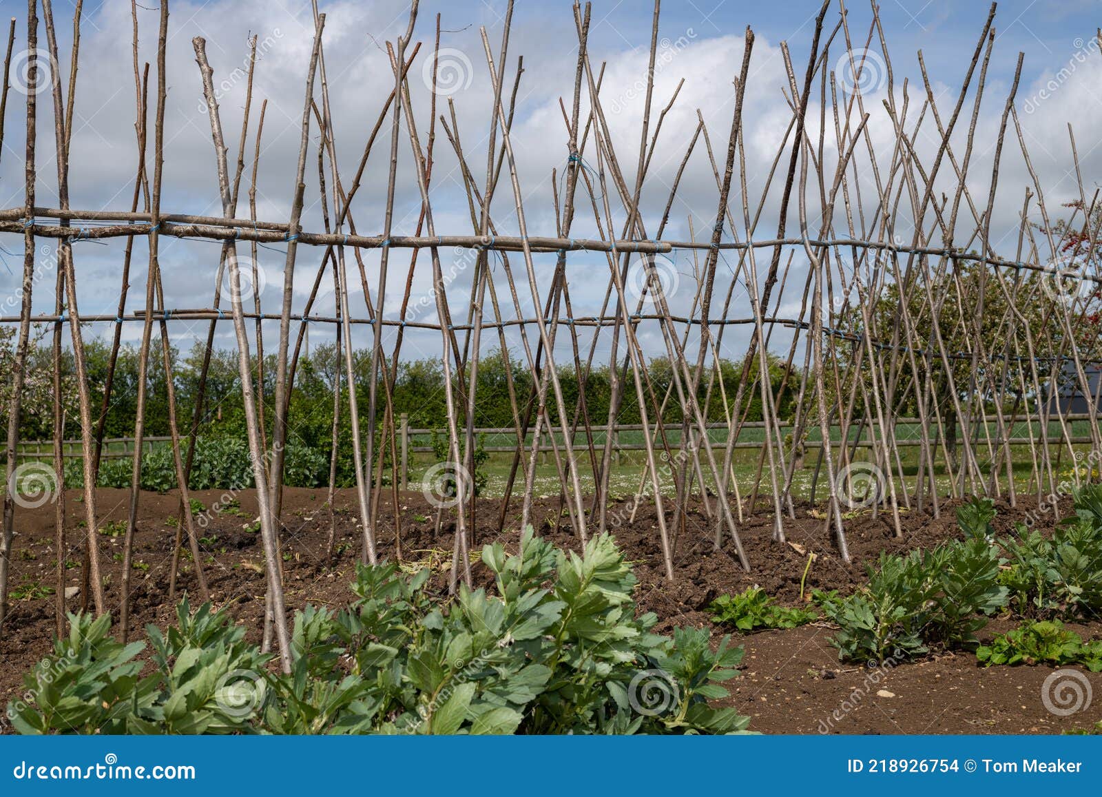 Bean sticks stock photo. Image of outdoor, improvised - 218926754