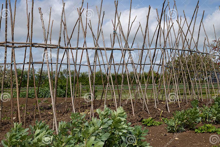 Bean sticks stock photo. Image of outdoor, improvised - 218926754