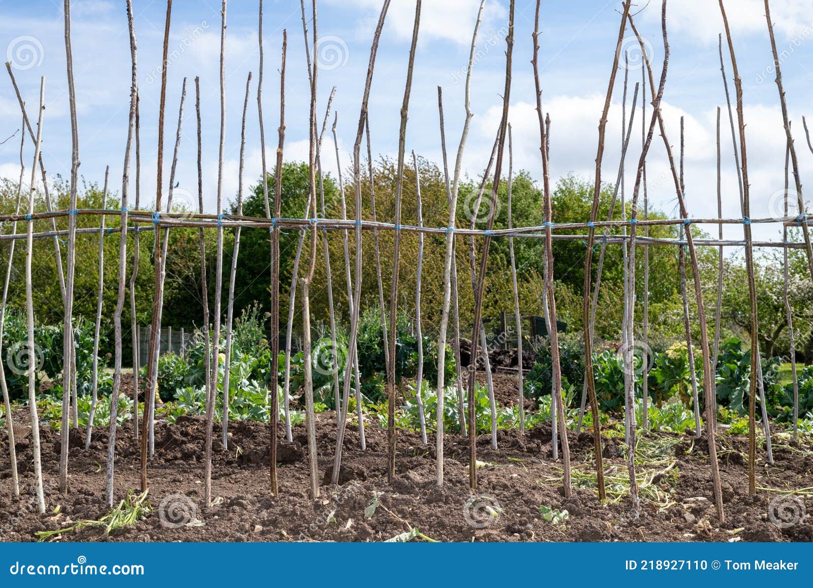 Bean sticks stock photo. Image of climber, beans, botany - 218927110