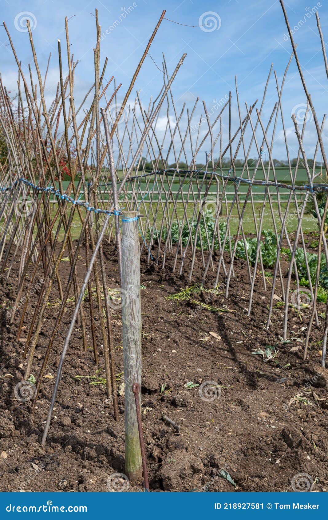 Bean sticks stock image. Image of improvisation, flora - 218927581