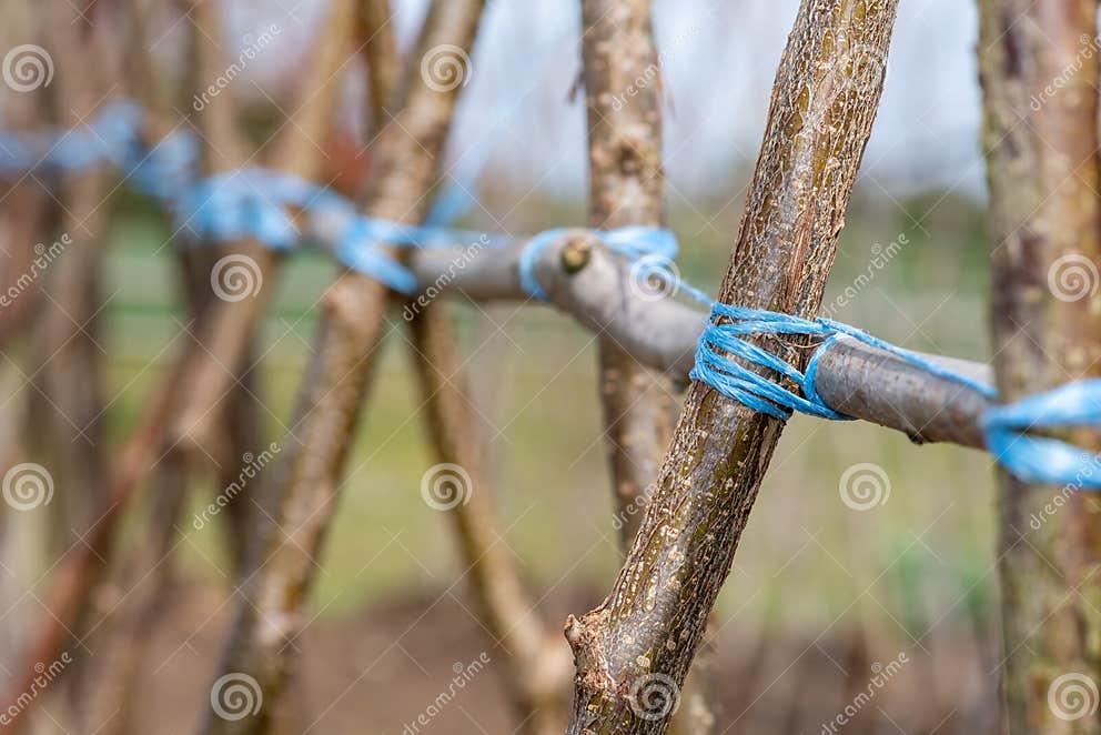 Bean sticks stock photo. Image of botany, climbing, food - 218928042