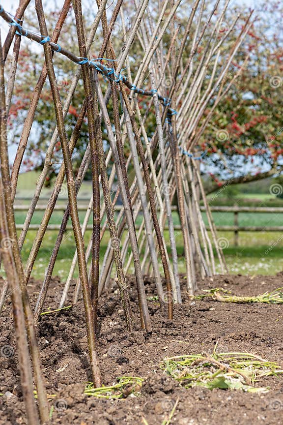 Bean sticks stock photo. Image of close, outdoors, natural - 218928334