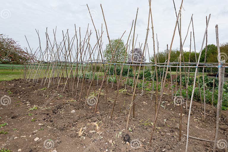 Bean sticks stock image. Image of nature, cheap, outdoor - 218928469