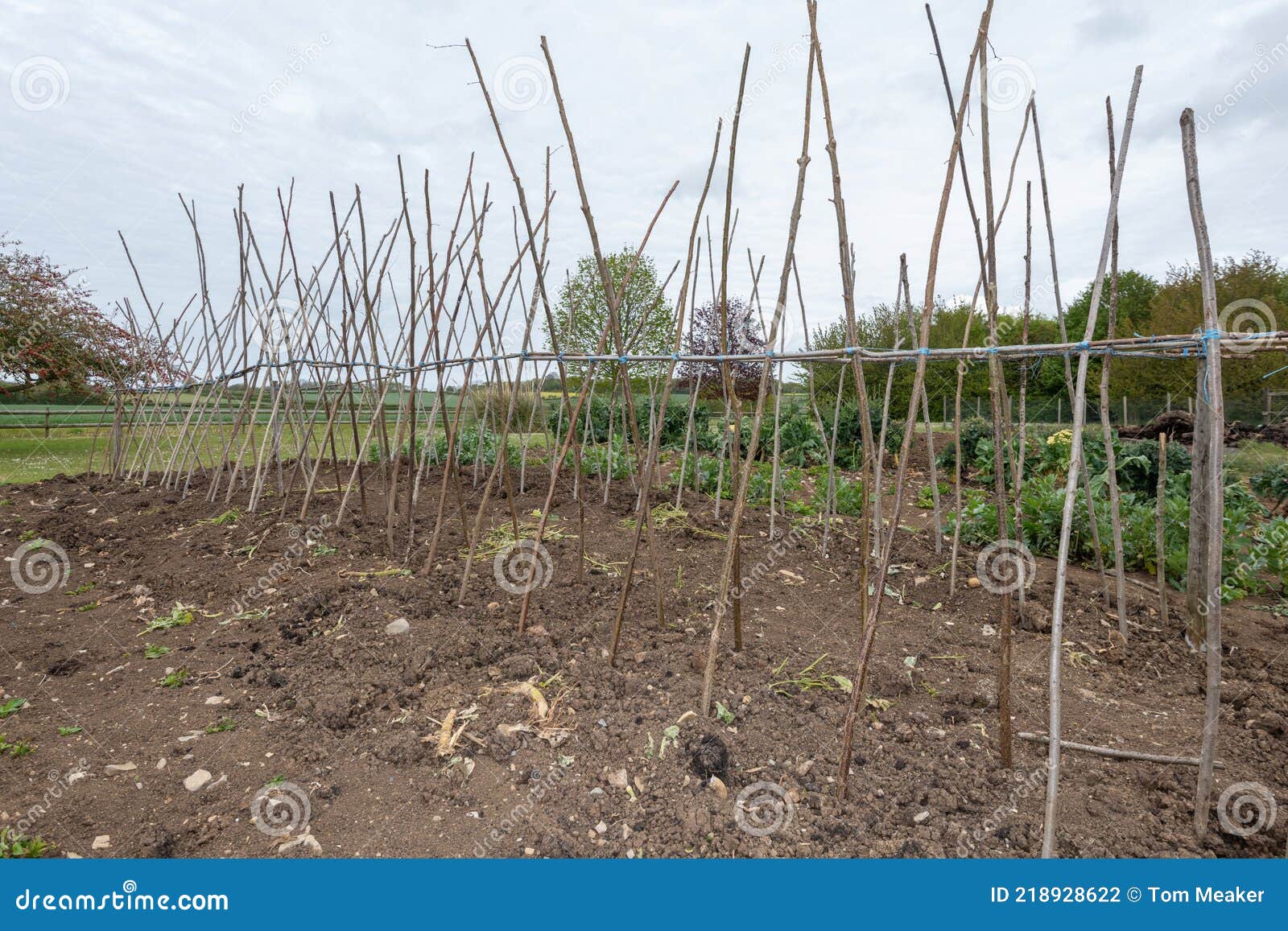 Bean sticks stock photo. Image of food, outdoor, floral - 218928622