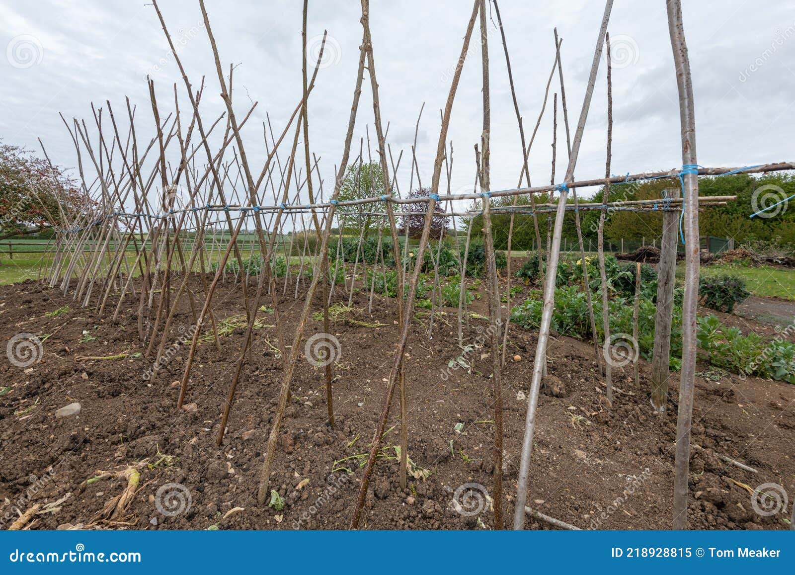 Bean sticks stock image. Image of improvisation, improvised - 218928815