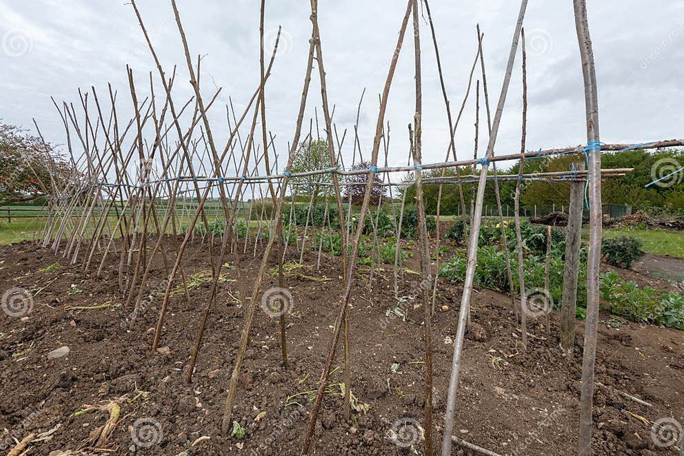 Bean sticks stock image. Image of improvisation, improvised - 218928815