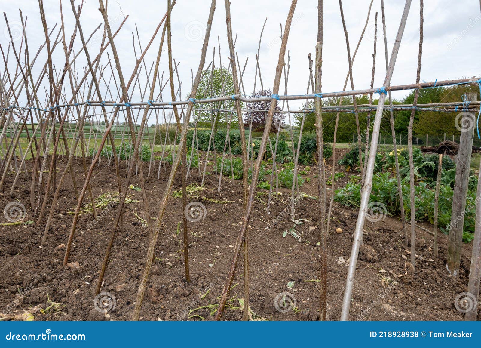 Bean sticks stock photo. Image of improvisation, horizontal - 218928938