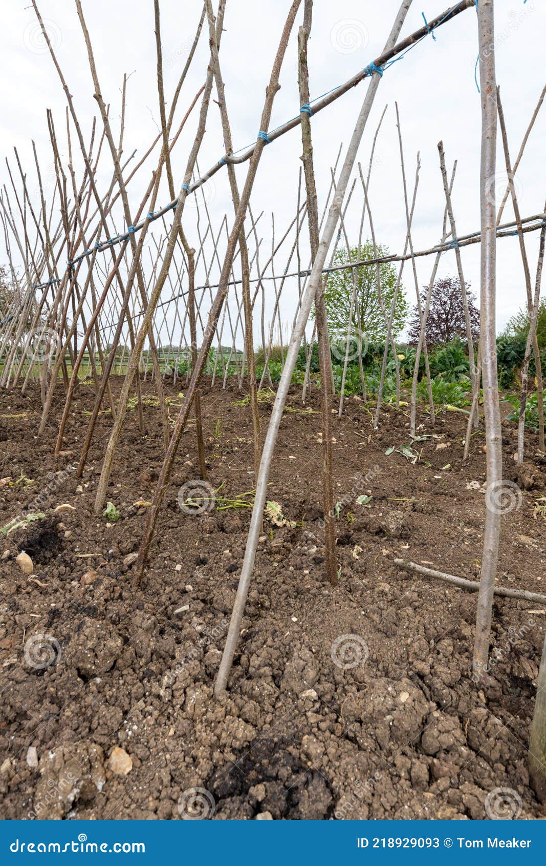 Bean sticks stock image. Image of outdoors, climber - 218929093